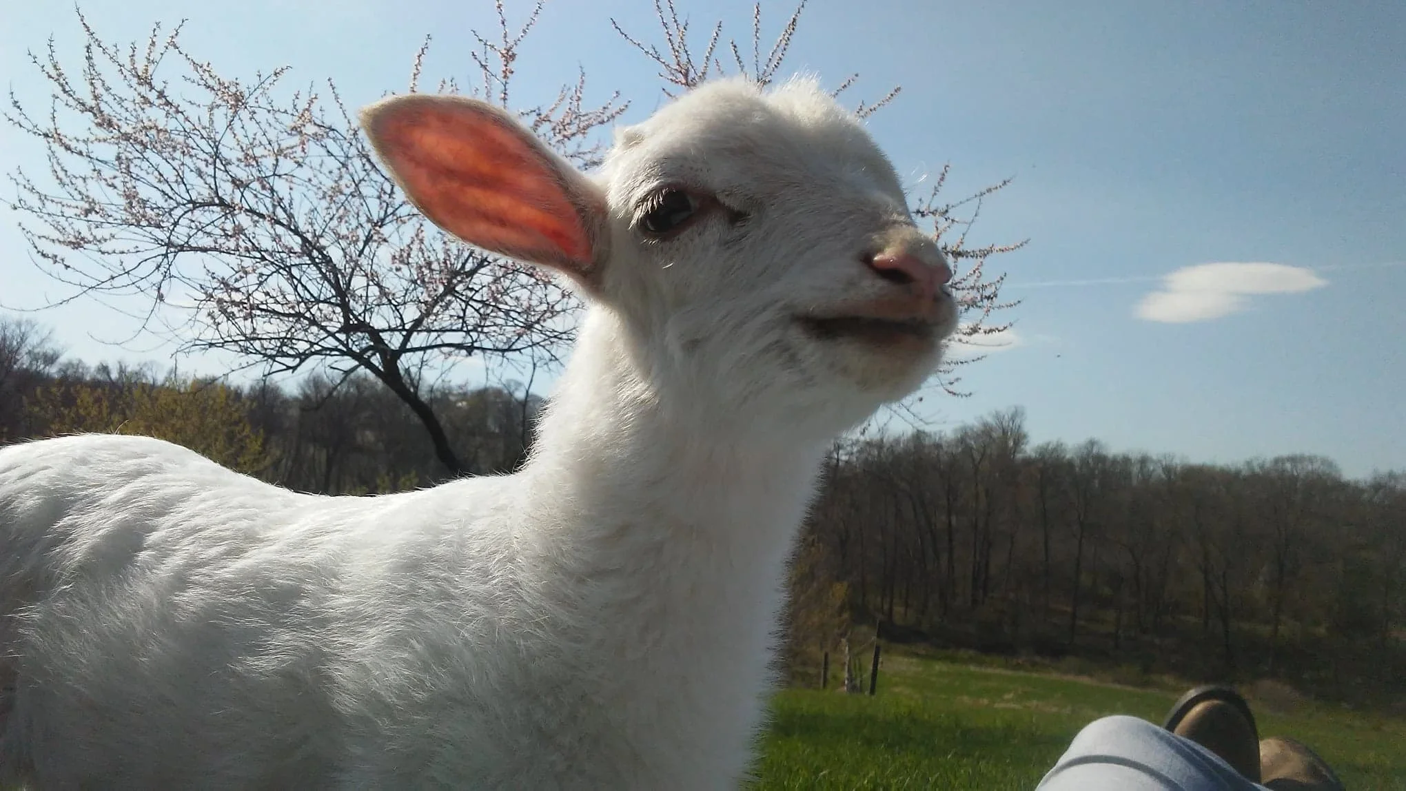 Meet the Animals — Barnes Yard Petting Zoo