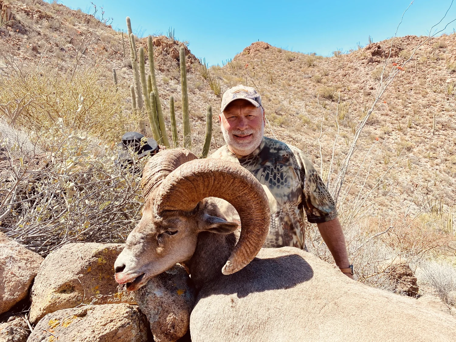 Mexican Desert Bighorn Sheep — Hunt Conexion Mexico