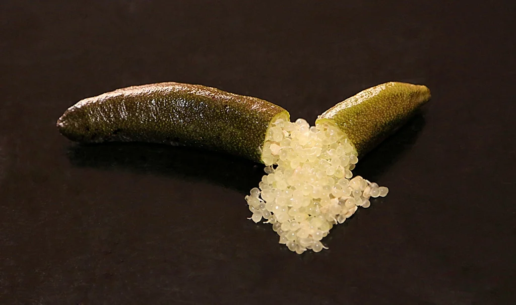 OZ Finger Lime | Varieties