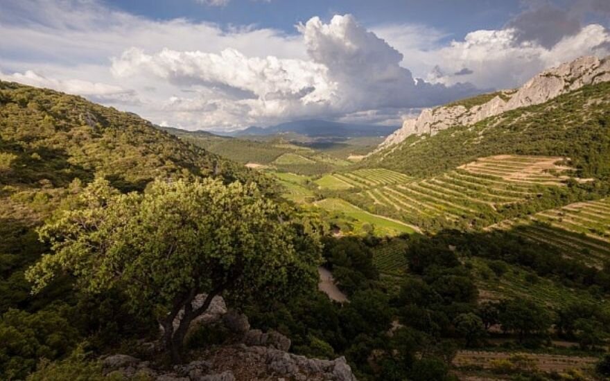 Meet the French wine region the experts have their eyes on: Ventoux AOC ...