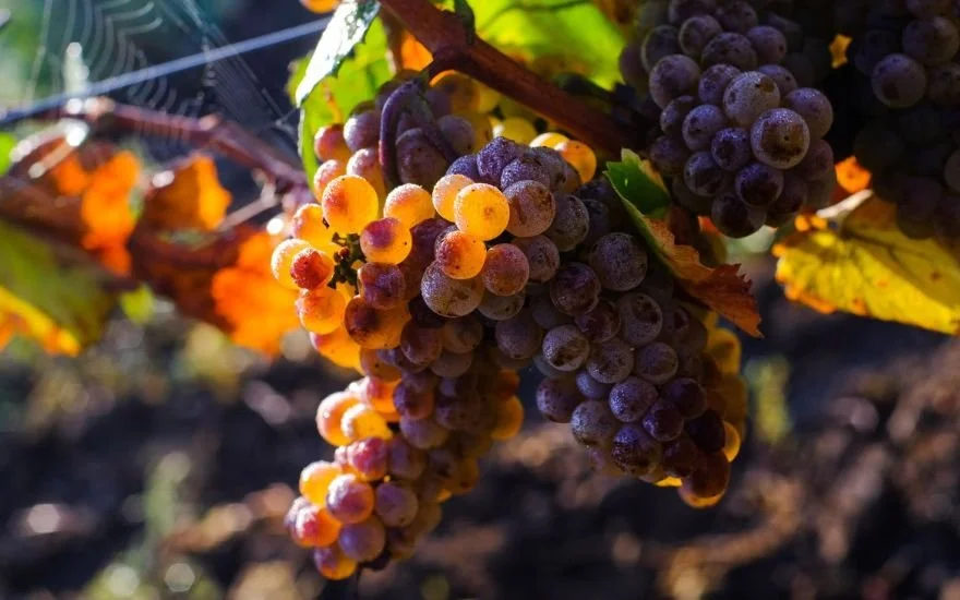 6 Ukrainian Wines You Really Should Try — The Three Drinkers