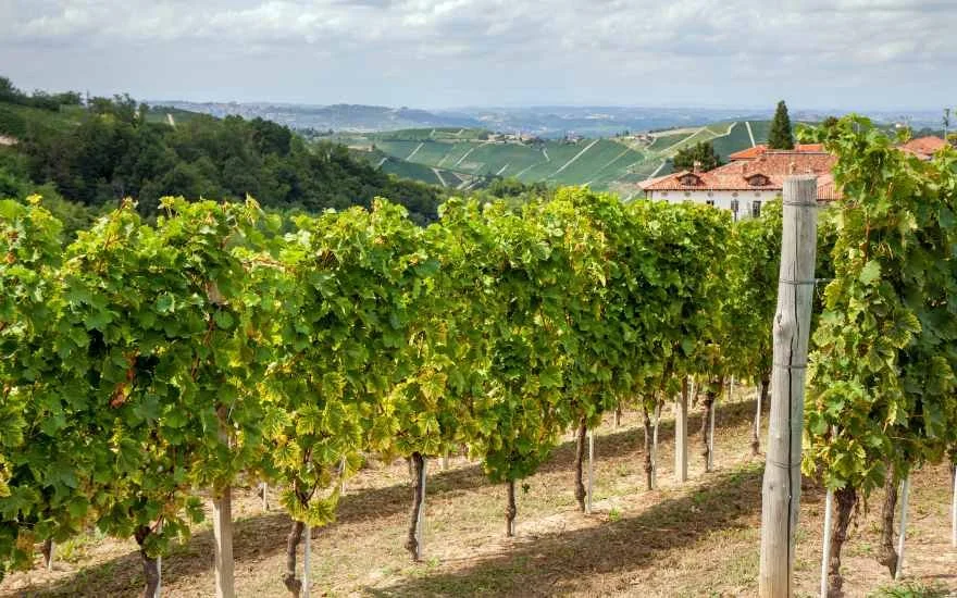 The Rise of Moscato: What Is It and Which Should I Try? — The Three ...