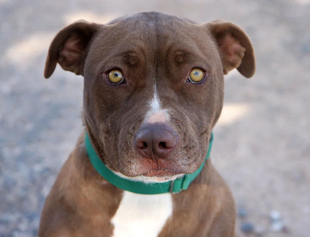 Adopt-A-Bulls — Bama Bully Rescue