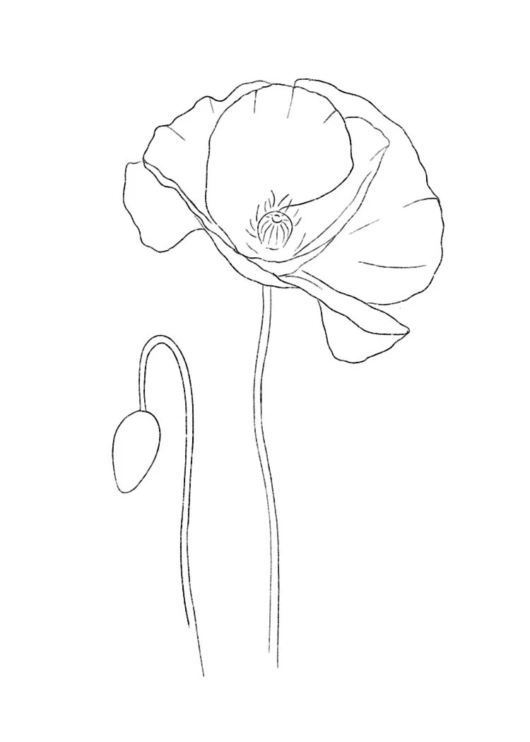 Poppy Outline