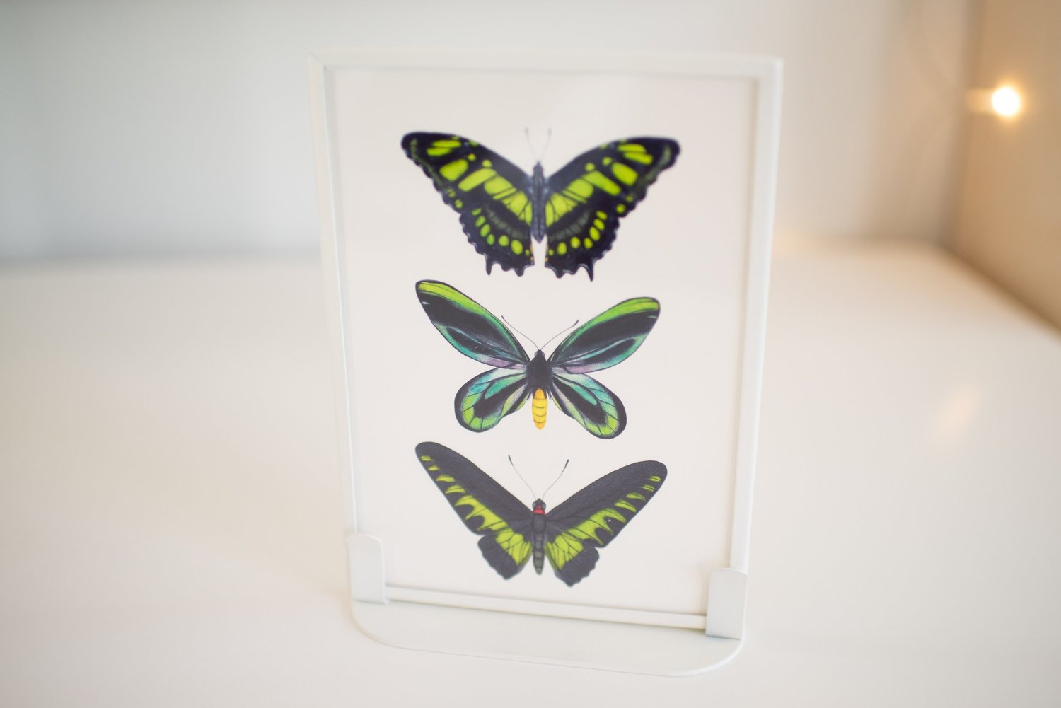 Real Butterfly Pictures To Print