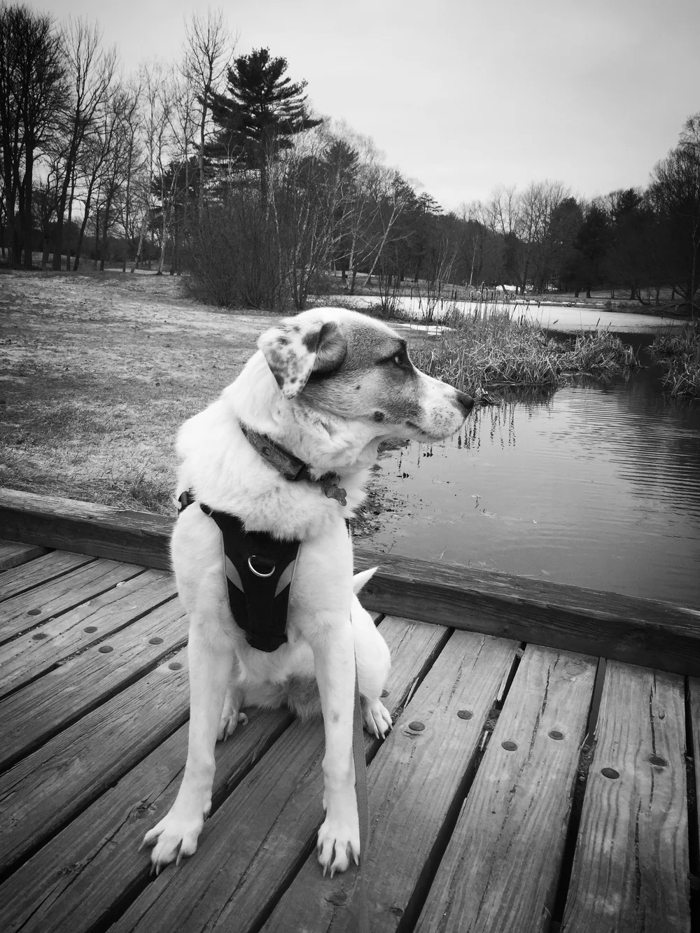 Tree Frog Farm Dog Training