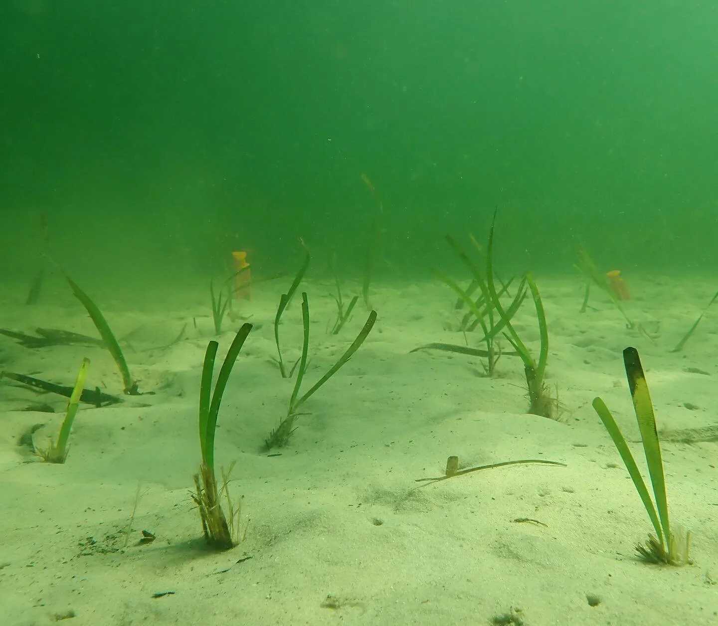 Posidonia Australis Project