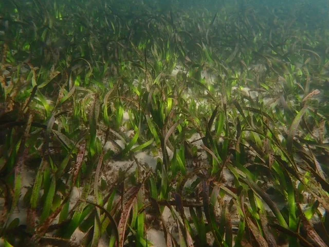 SYDNEY HARBOUR — Posidonia Australis Project