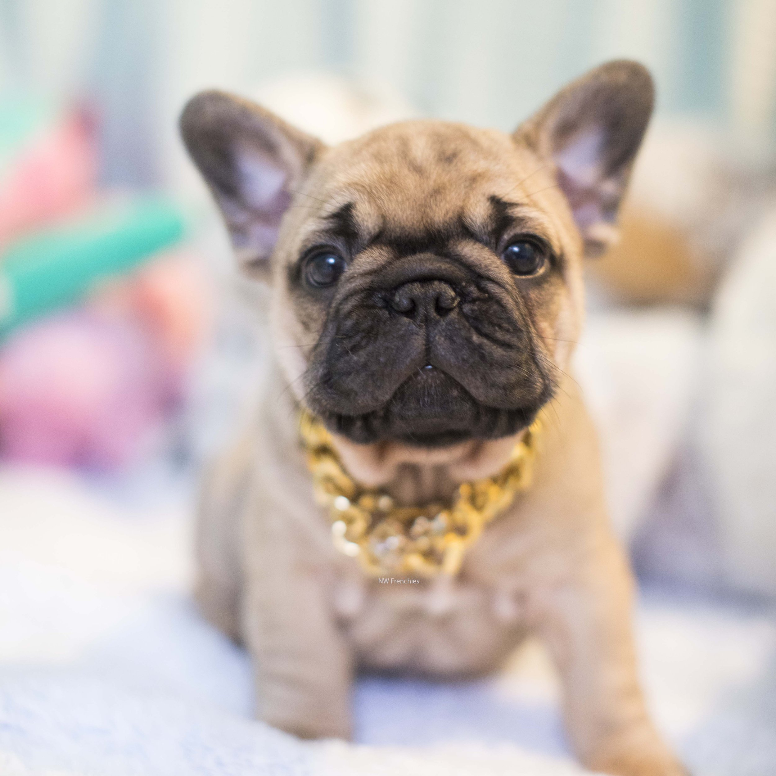 French Bulldog Coat Colors in Depth | NW Frenchies — NW Frenchies