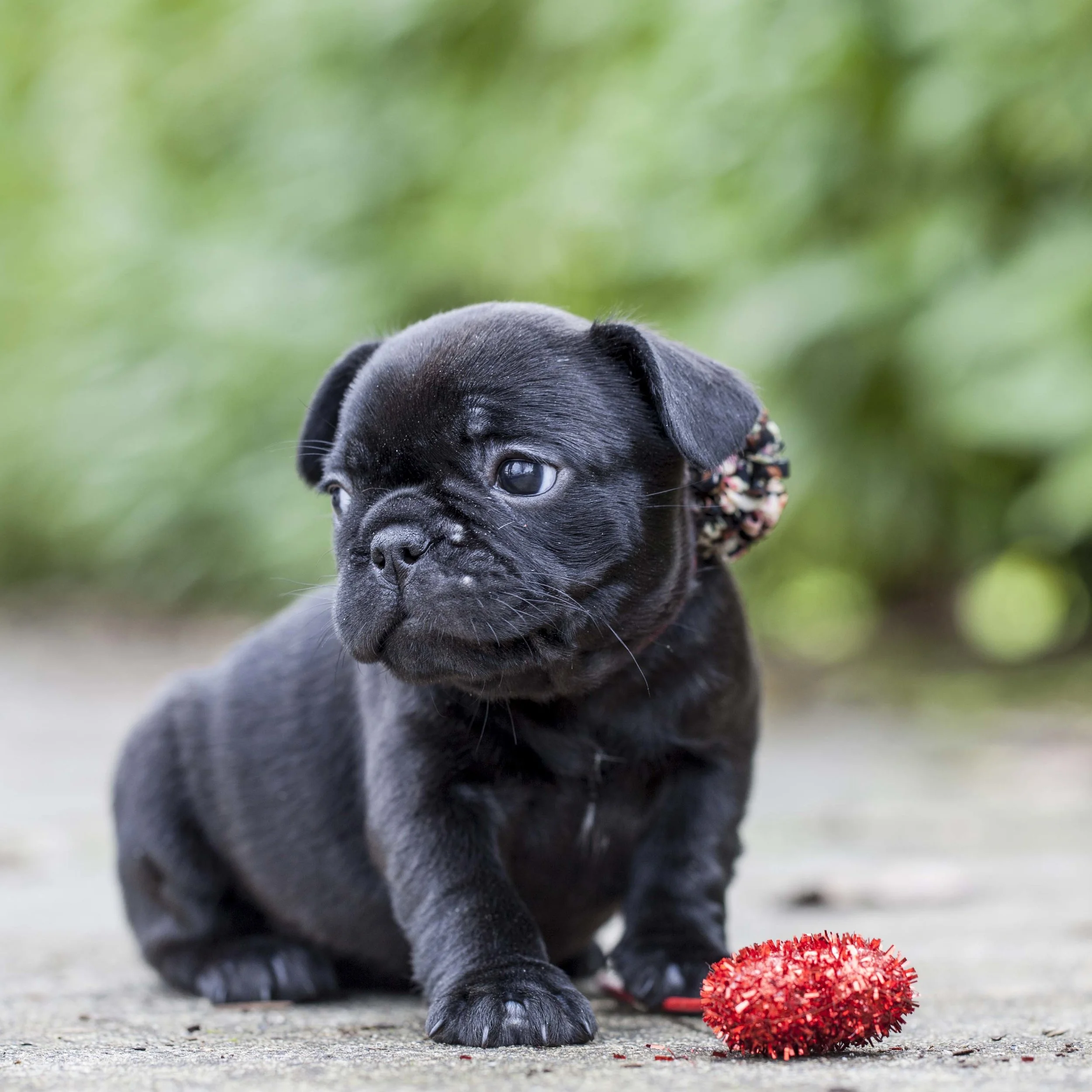 When Will my French Bulldog's Ears Stand Up? | NW Frenchies French ...