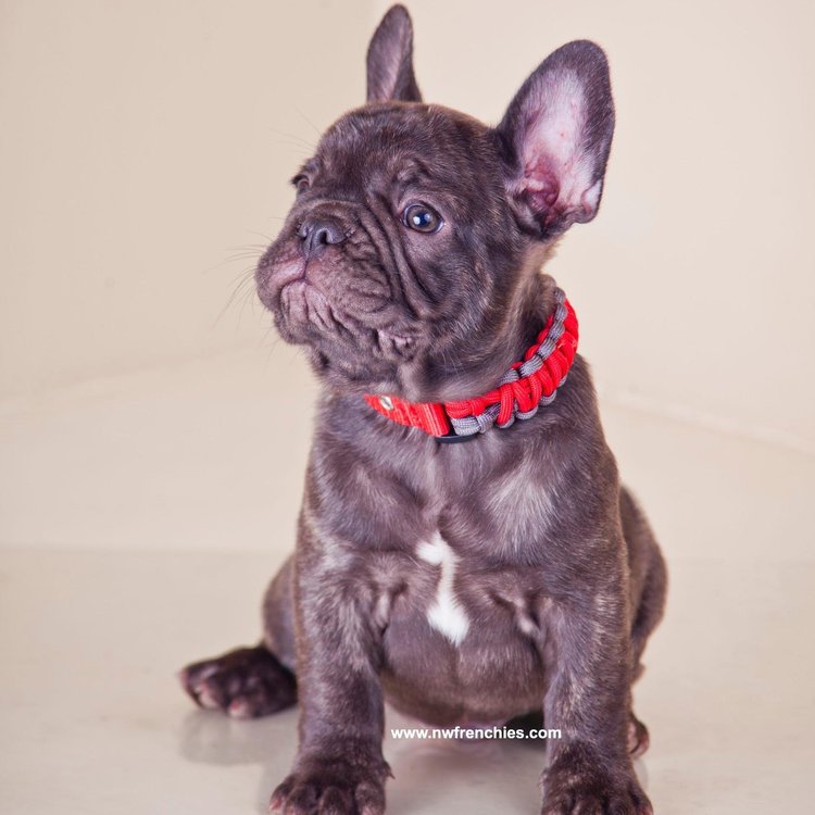 French Bulldog Coat Colors | NW Frenchies Breeder in Washington State ...