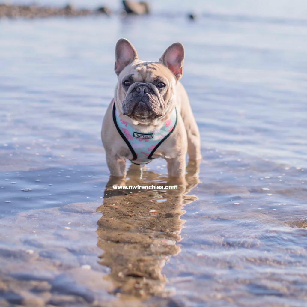 Answering Common Questions About French Bulldogs — NW Frenchies