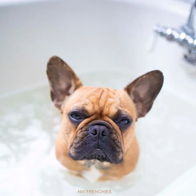 French Bulldog Puppies for Sale in Washington State | NW Frenchies