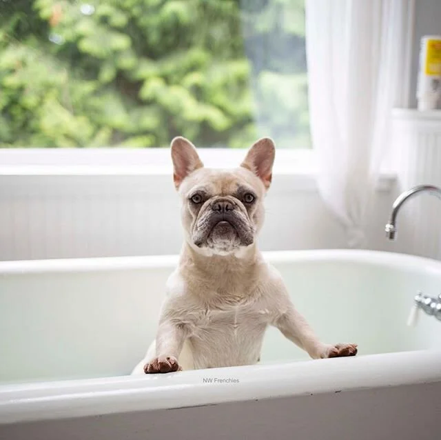 French Bulldog Puppies for Sale in Washington State | NW Frenchies