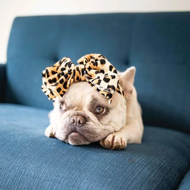 French Bulldog Puppies for Sale in Washington State | NW Frenchies