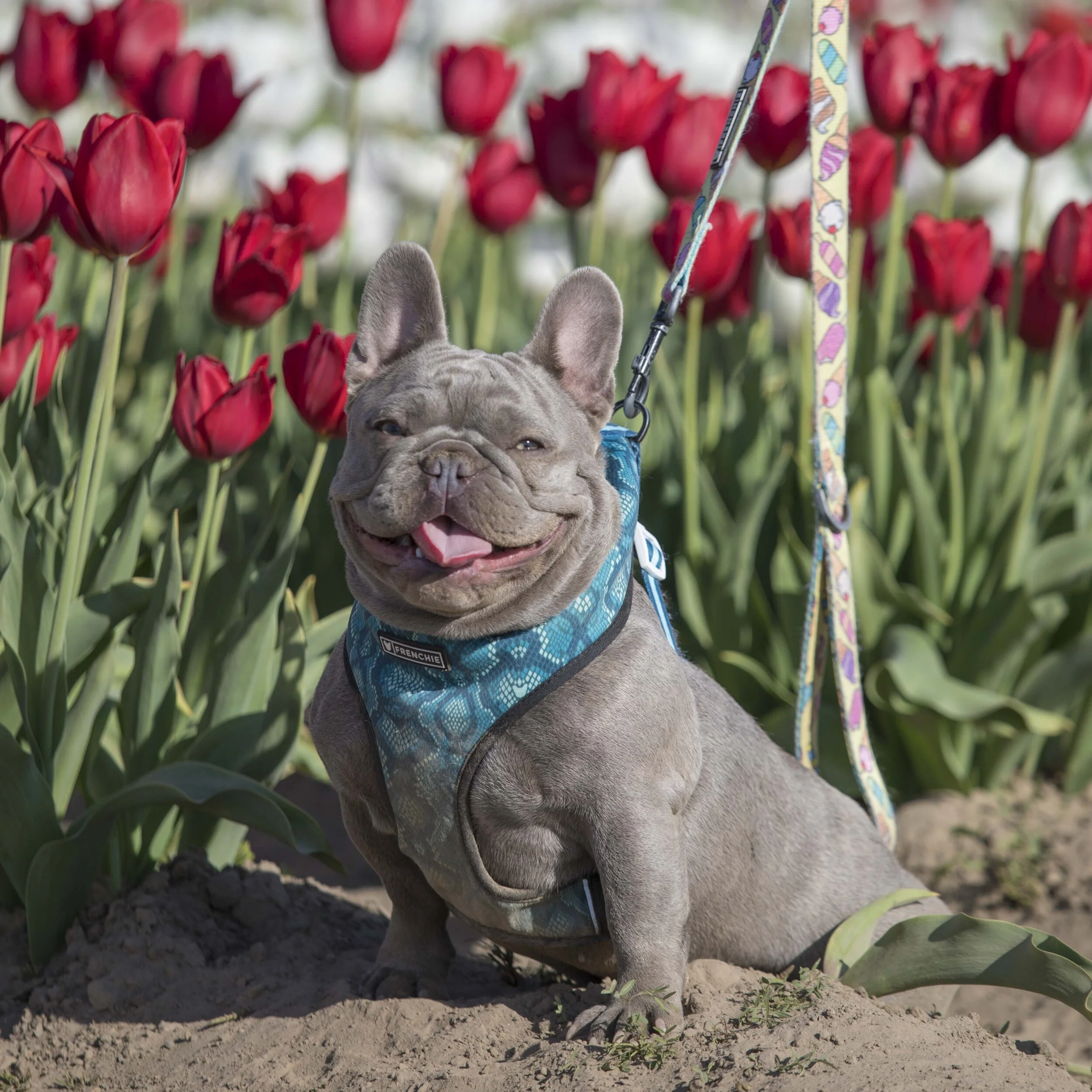 French Bulldog Puppies for Sale in Washington State - About Page ...