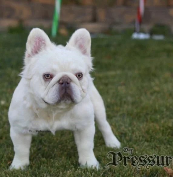 French Bulldog Puppies for Sale in Washington State- Availabull Page ...