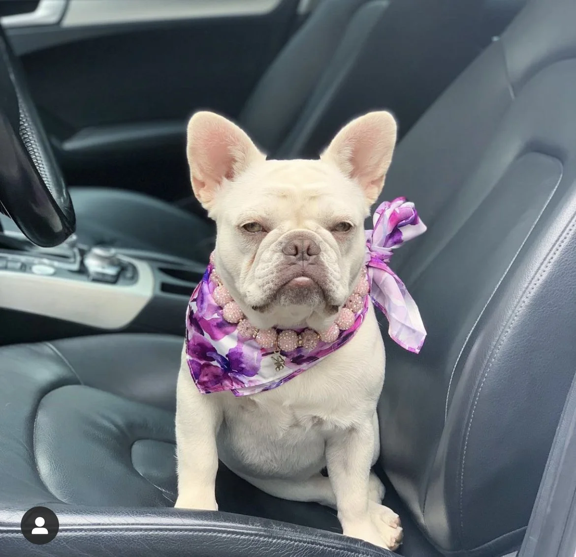 French Bulldog Puppies for Sale in Washington State- Availabull Page ...