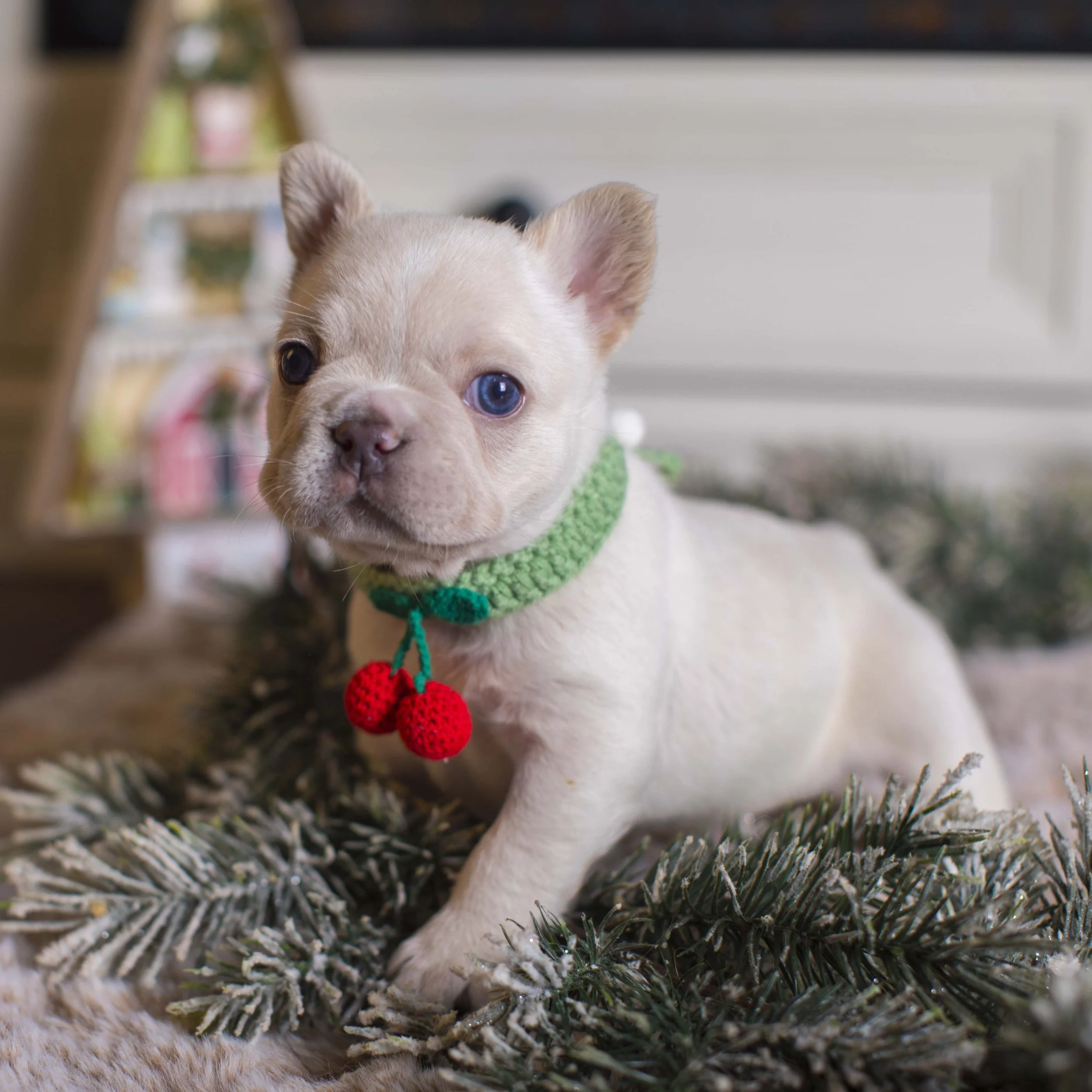 French Bulldog Puppies for Sale in Washington State- Availabull Page ...