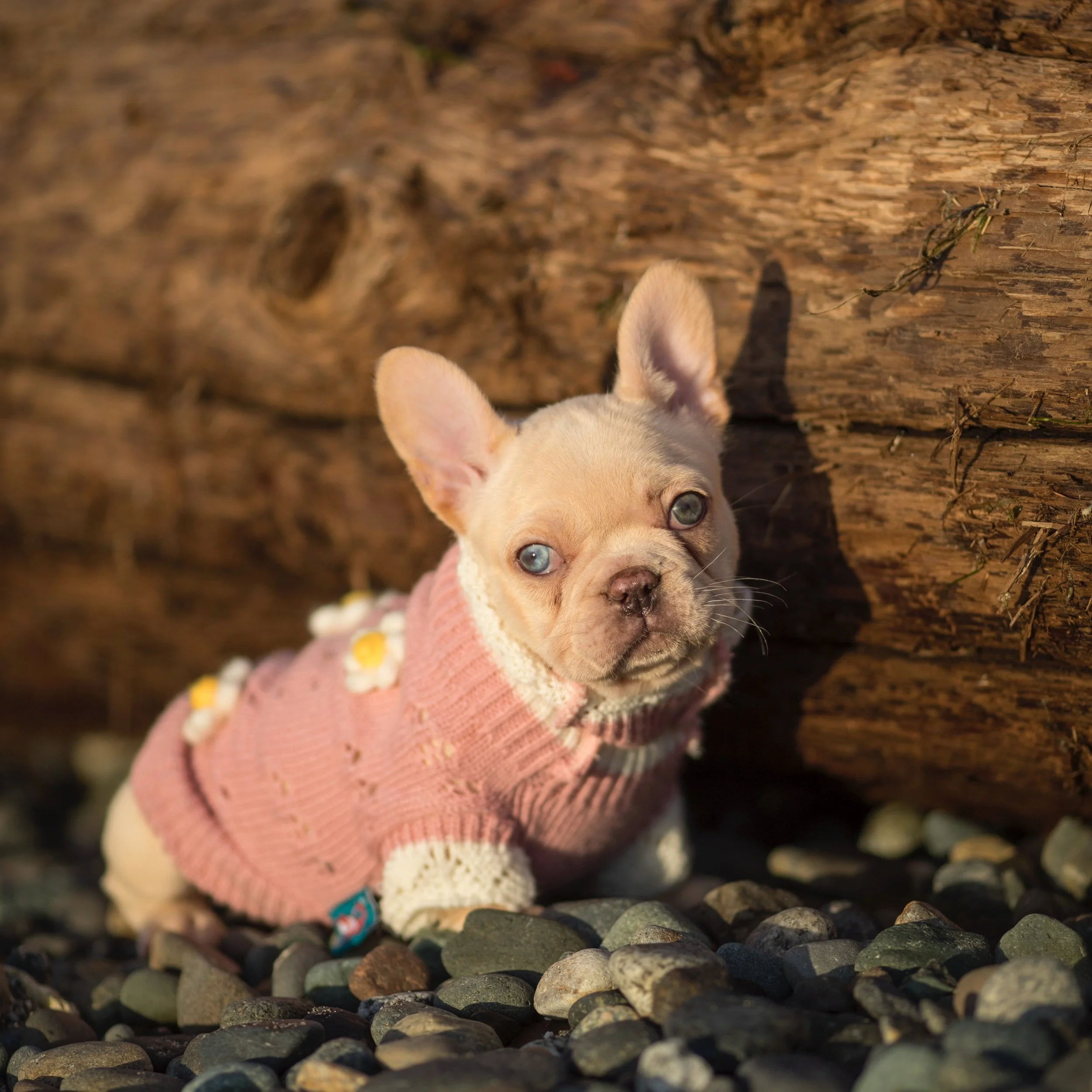 French Bulldog Puppies for Sale in Washington State- Availabull Page ...