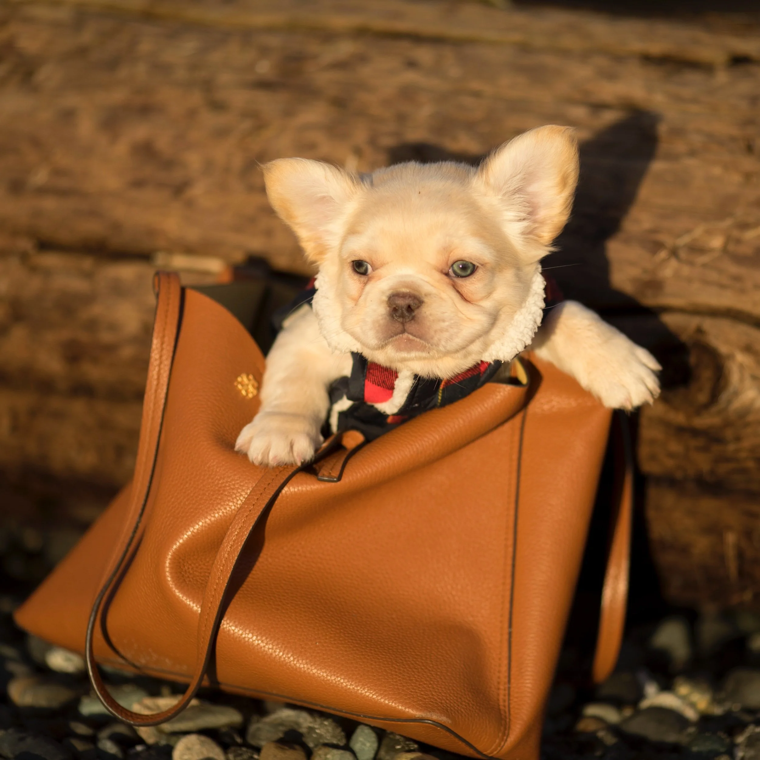 French Bulldog Puppies for Sale in Washington State- Availabull Page ...