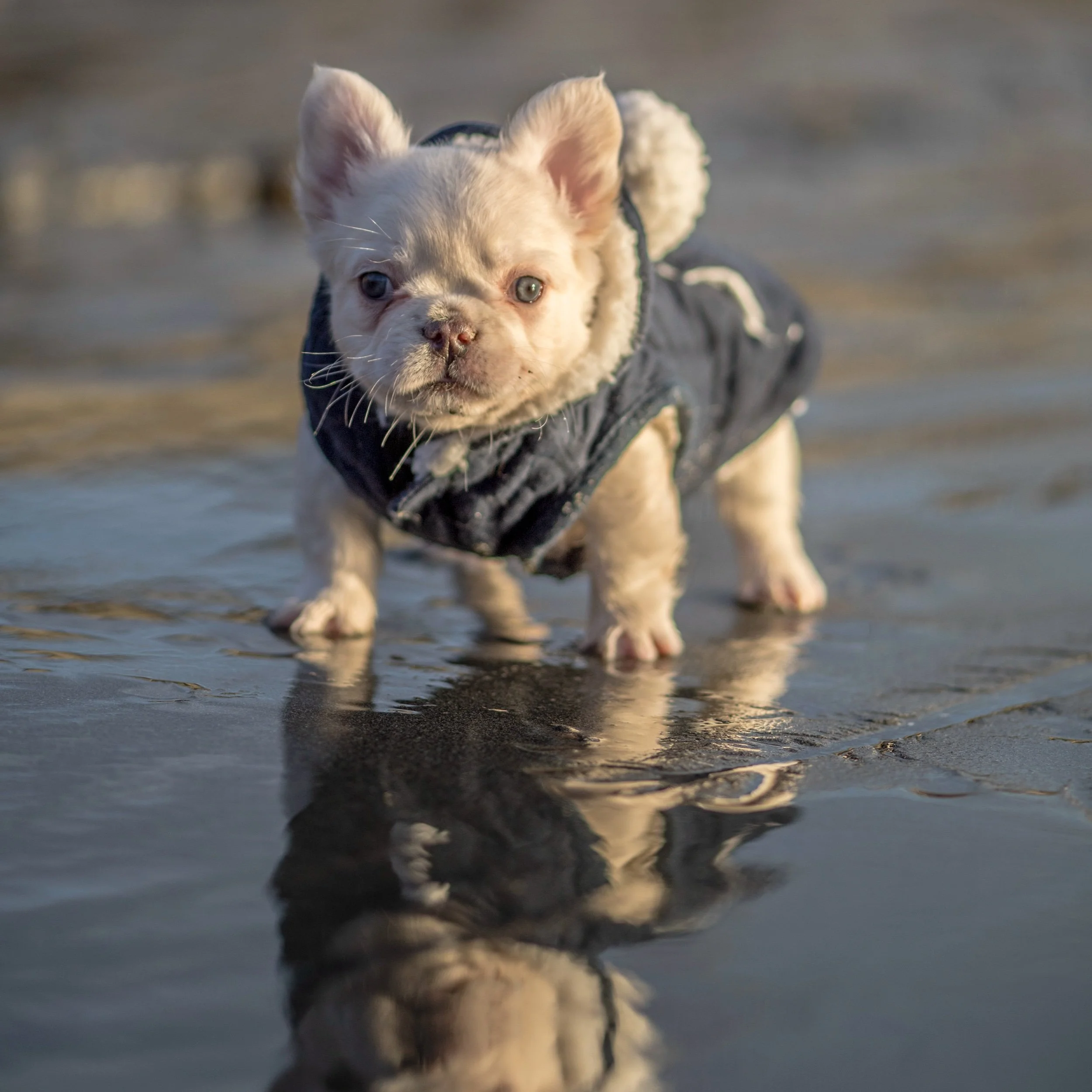 French Bulldog Puppies for Sale in Washington State- Availabull Page ...