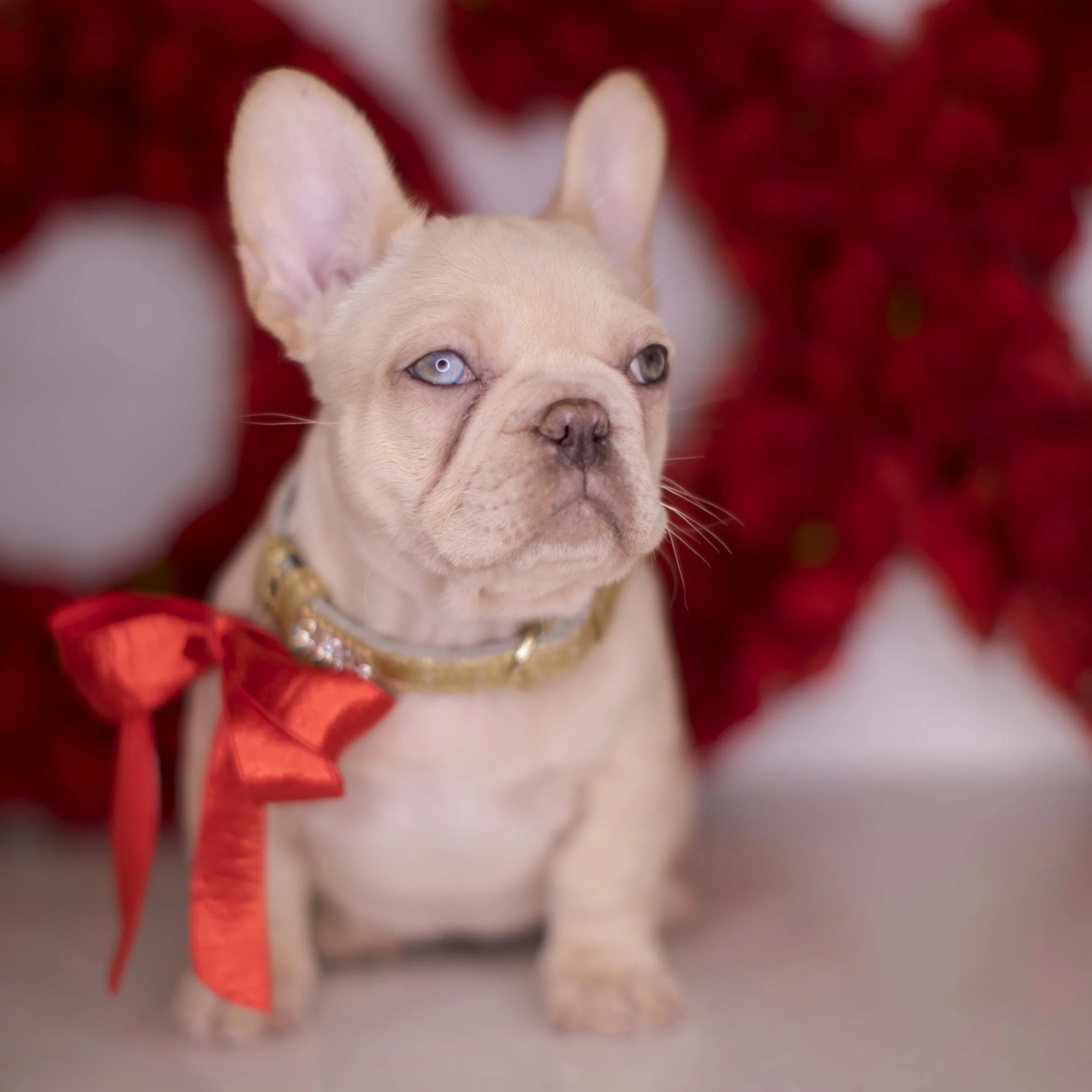 French Bulldog Puppies for Sale in Washington State- Availabull Page ...