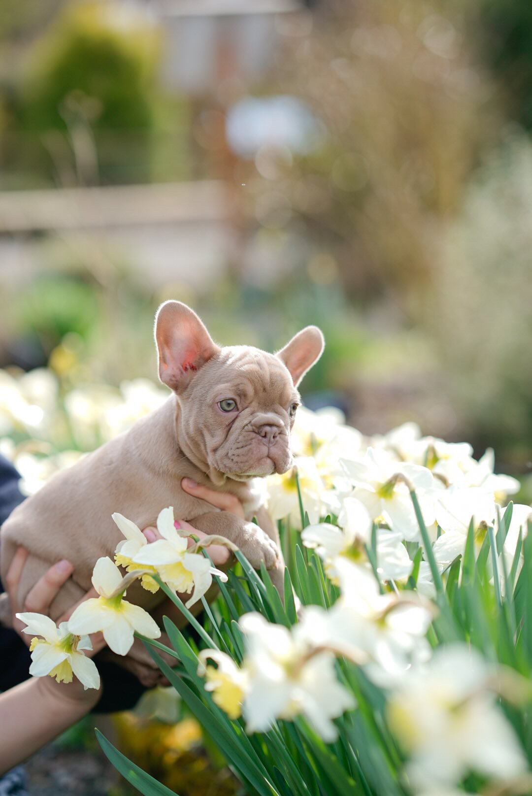 French Bulldog Puppies for Sale in Washington State- Availabull Page ...