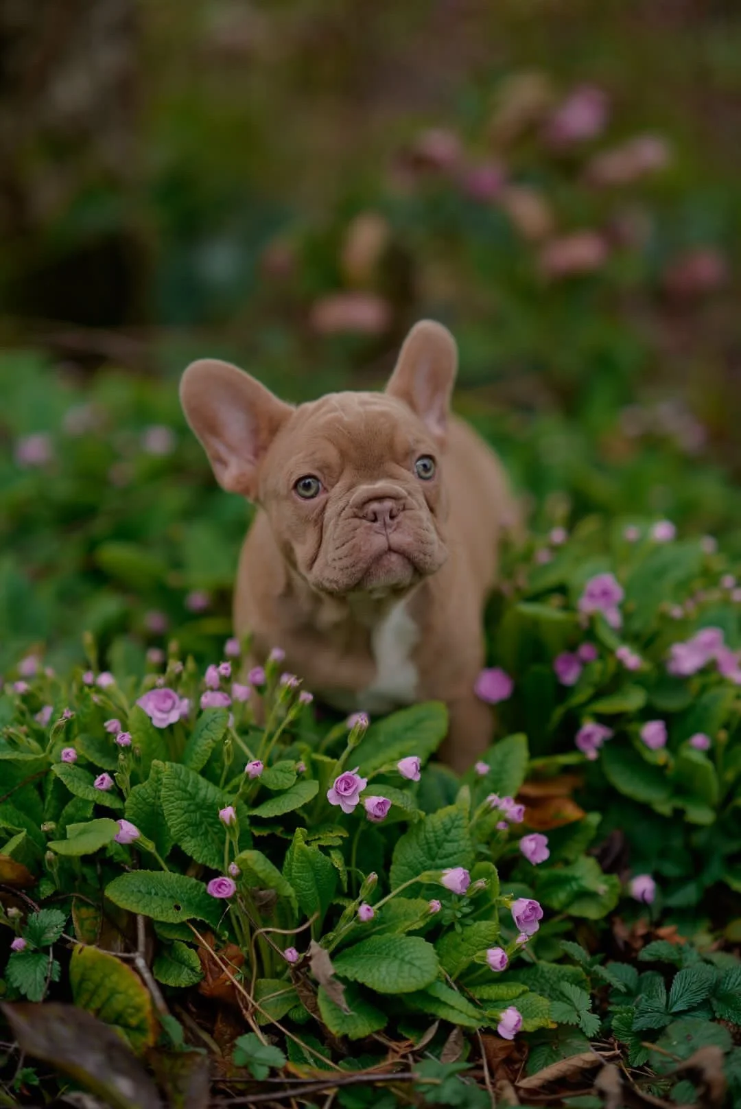 French Bulldog Puppies for Sale in Washington State- Availabull Page ...