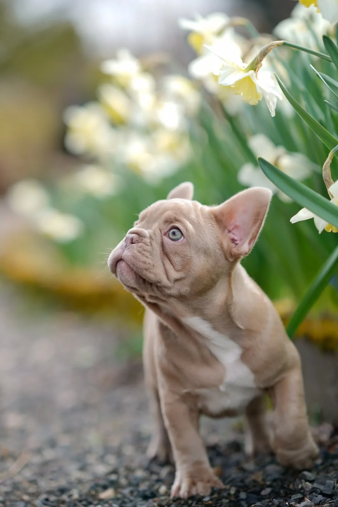 French Bulldog Puppies for Sale in Washington State- Availabull Page ...