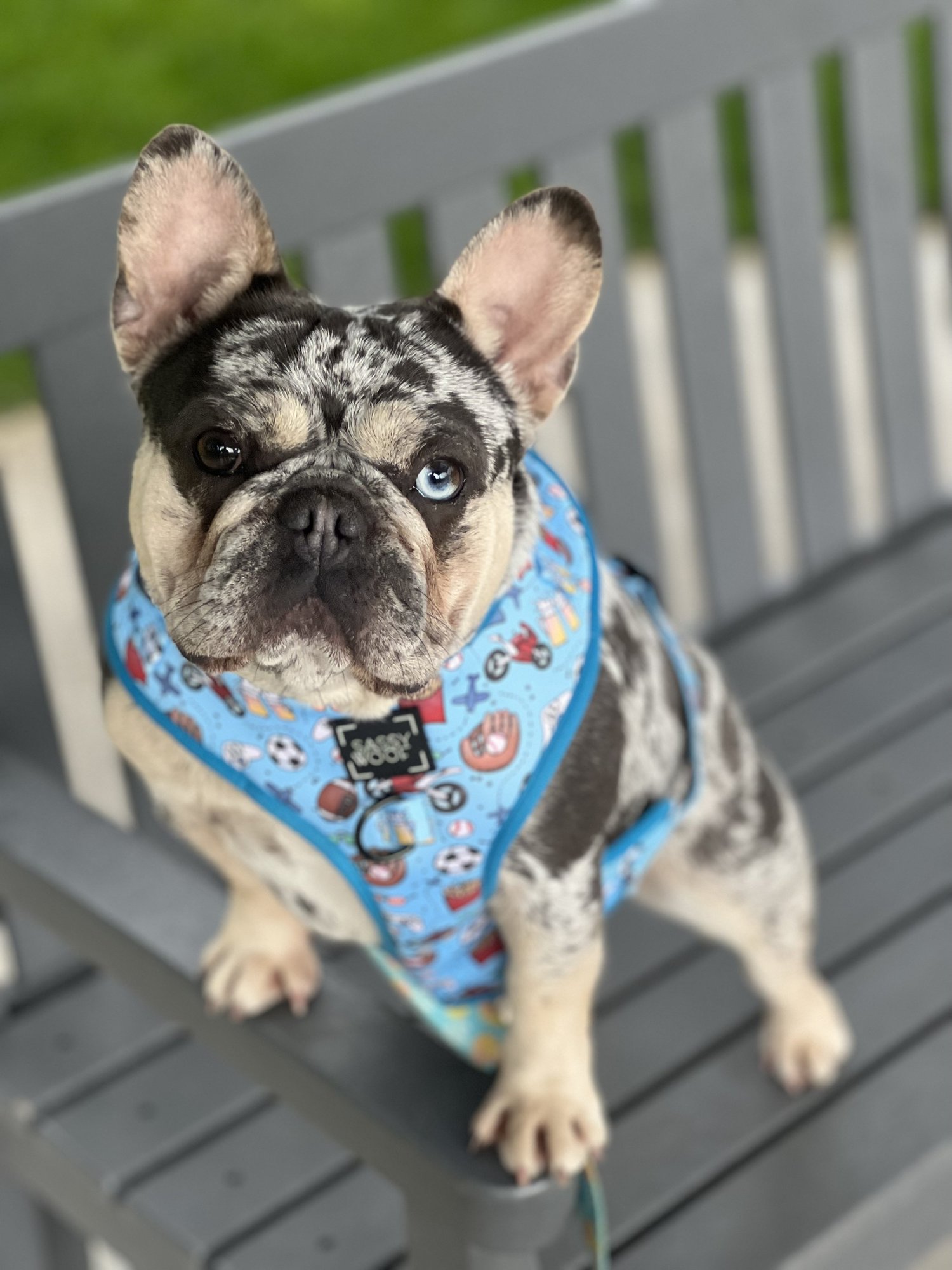 French Bulldog Puppies for Sale in Washington State - About Page ...