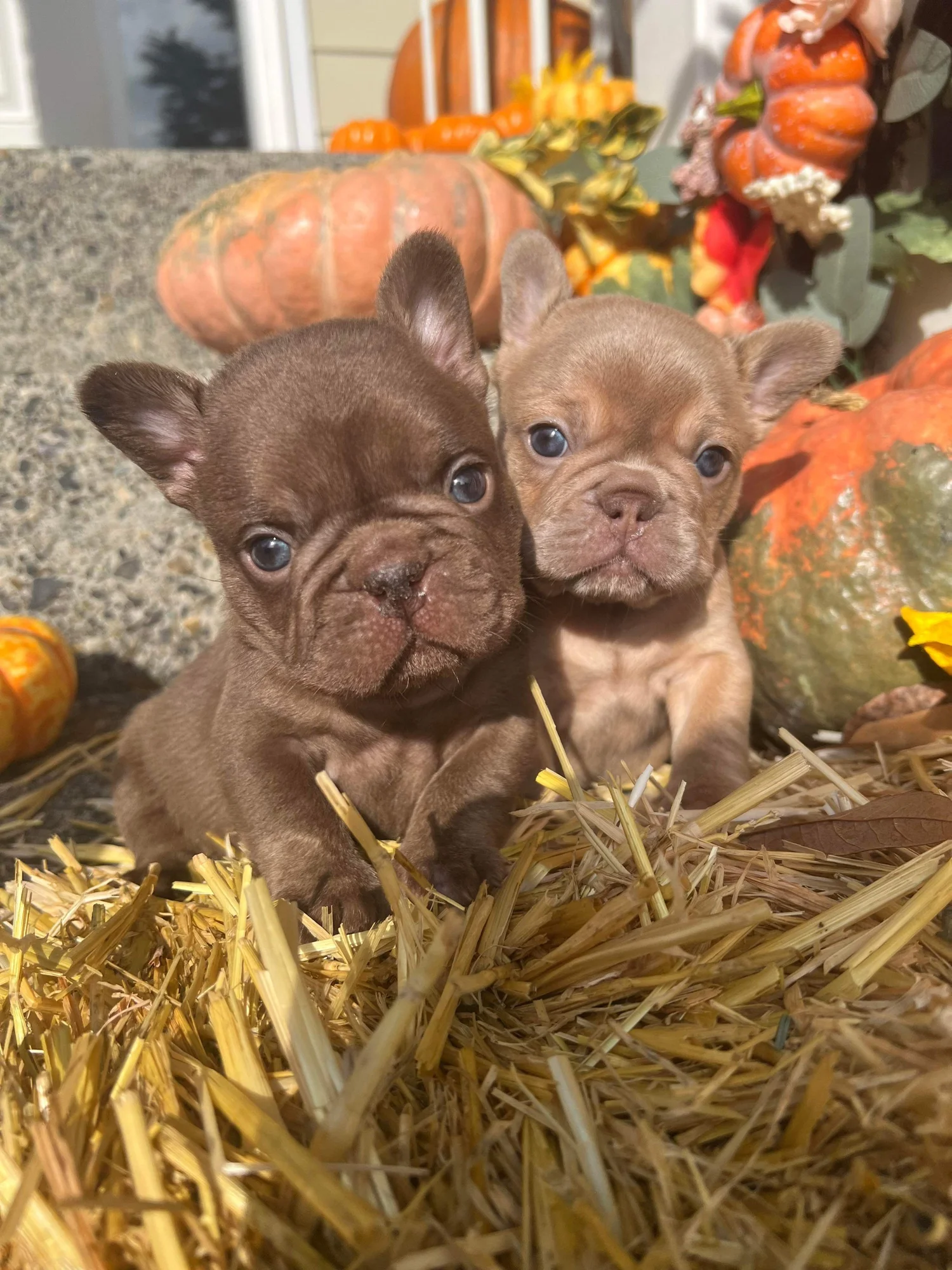 French Bulldog Puppies for Sale in Washington State - About Page ...
