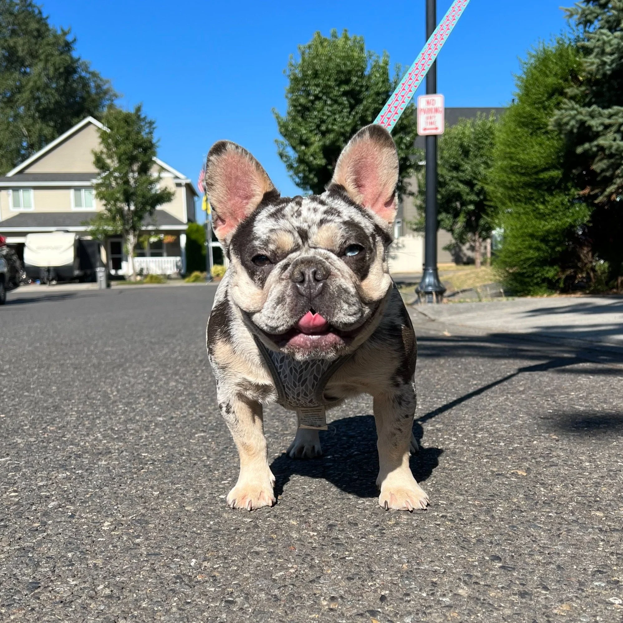 French Bulldog Puppies for Sale in Washington State - About Page ...
