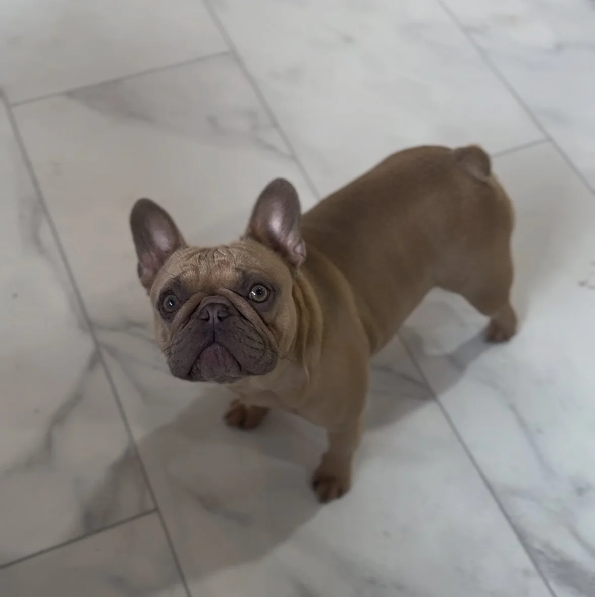 French Bulldog Puppies for Sale in Washington State - About Page ...