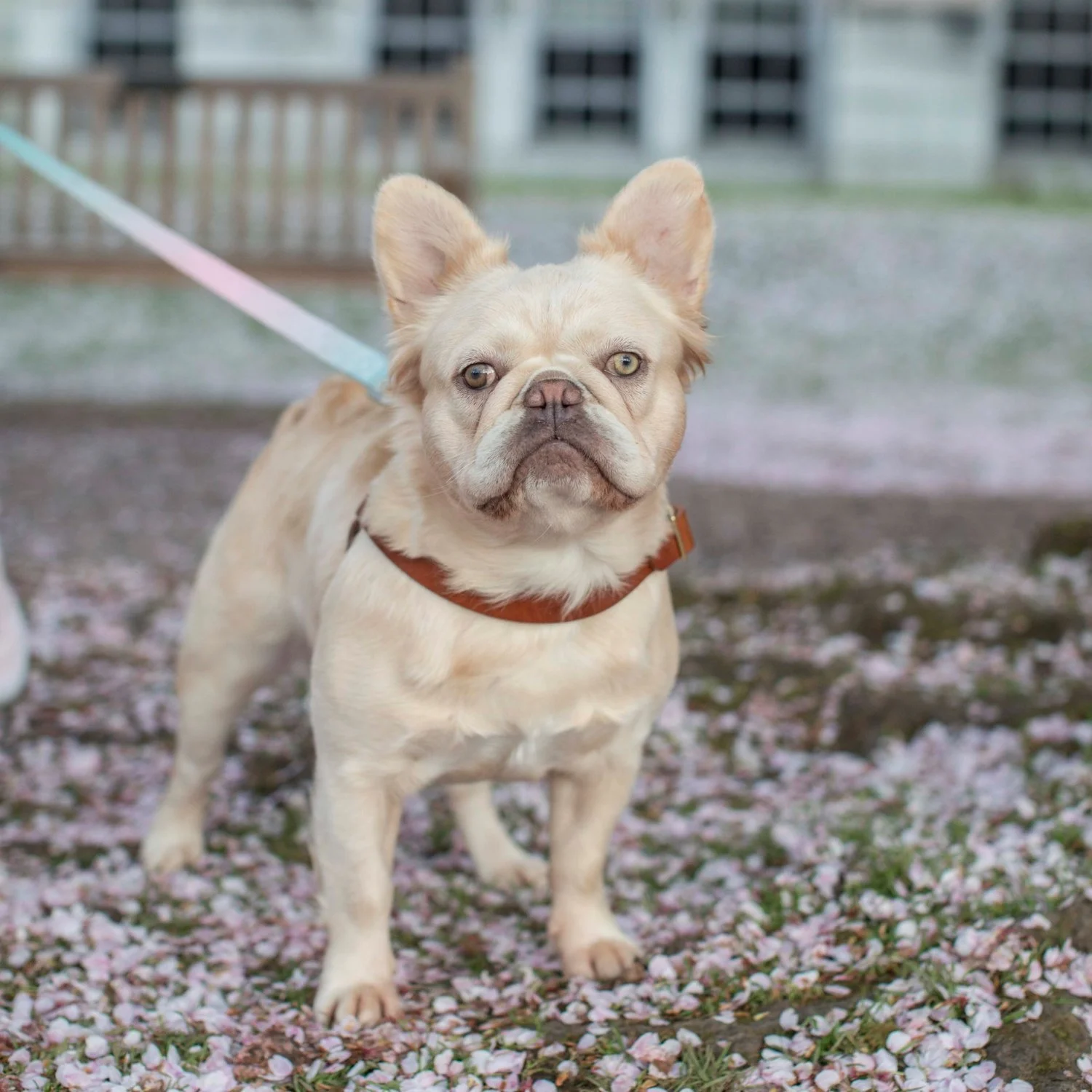 French Bulldog Puppies for Sale in Washington State - About Page ...