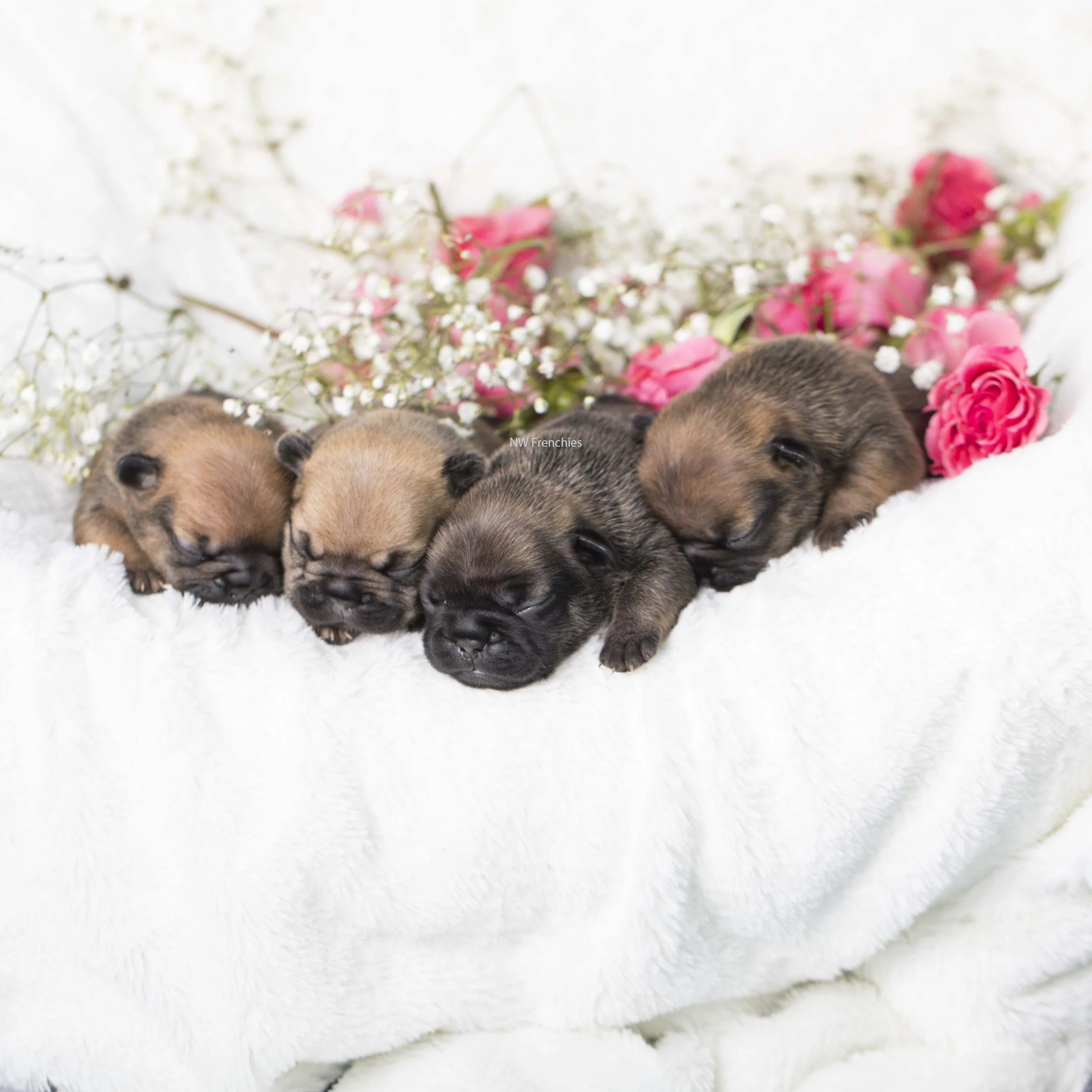 French Bulldog Coat Colors in Depth | NW Frenchies — NW Frenchies