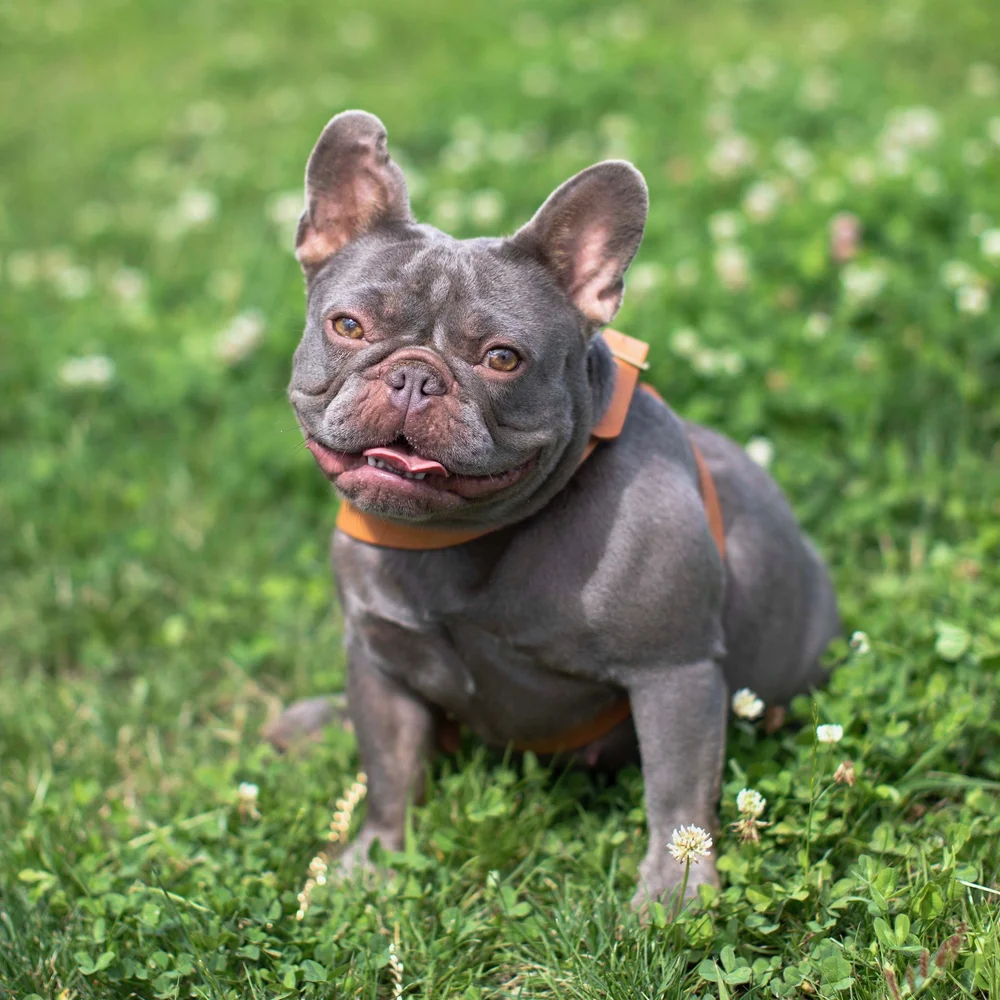 French Bulldog Puppies for Sale in Washington State - About Page ...