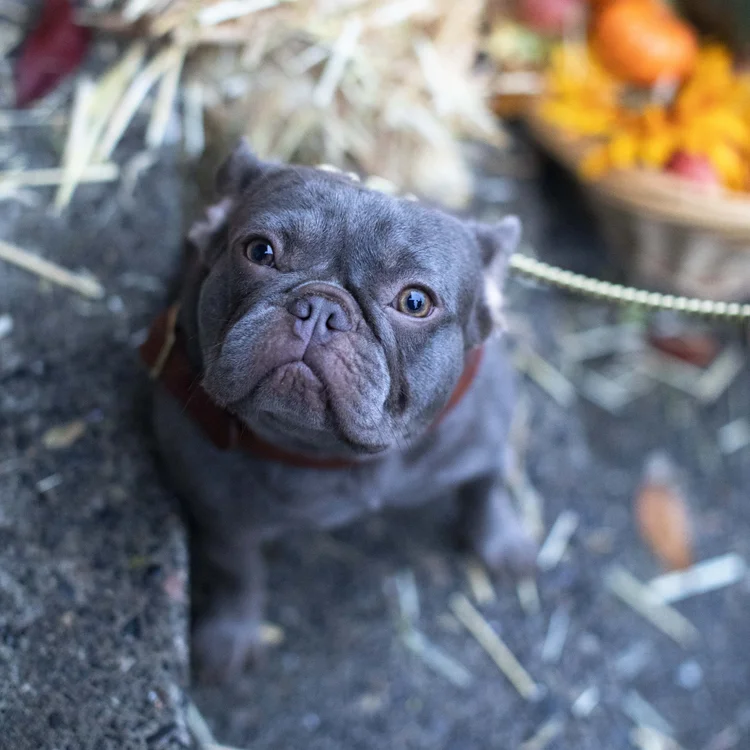 French Bulldog Puppies for Sale in Washington State- Availabull Page ...
