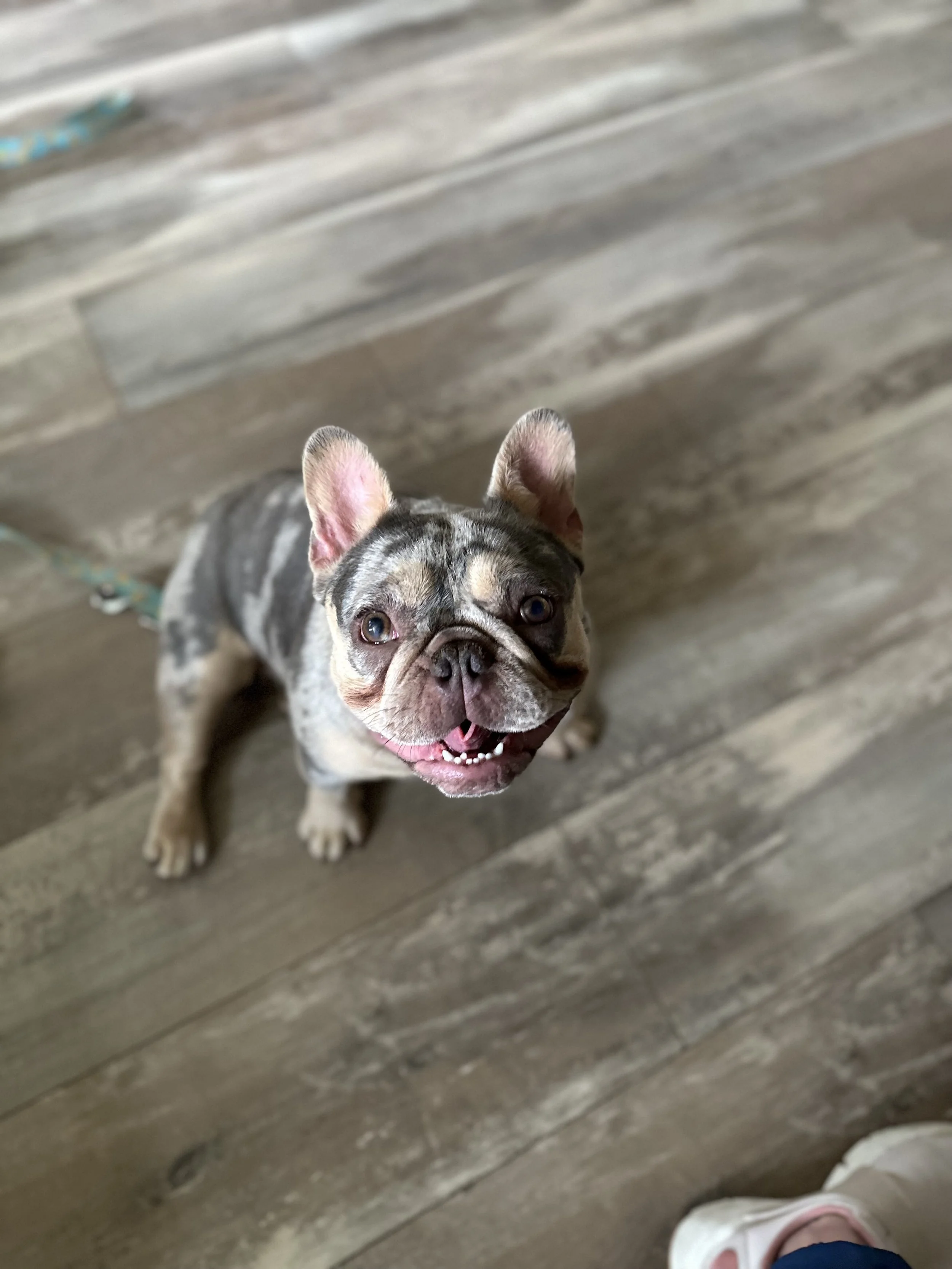 French Bulldog Puppies for Sale in Washington State - About Page ...