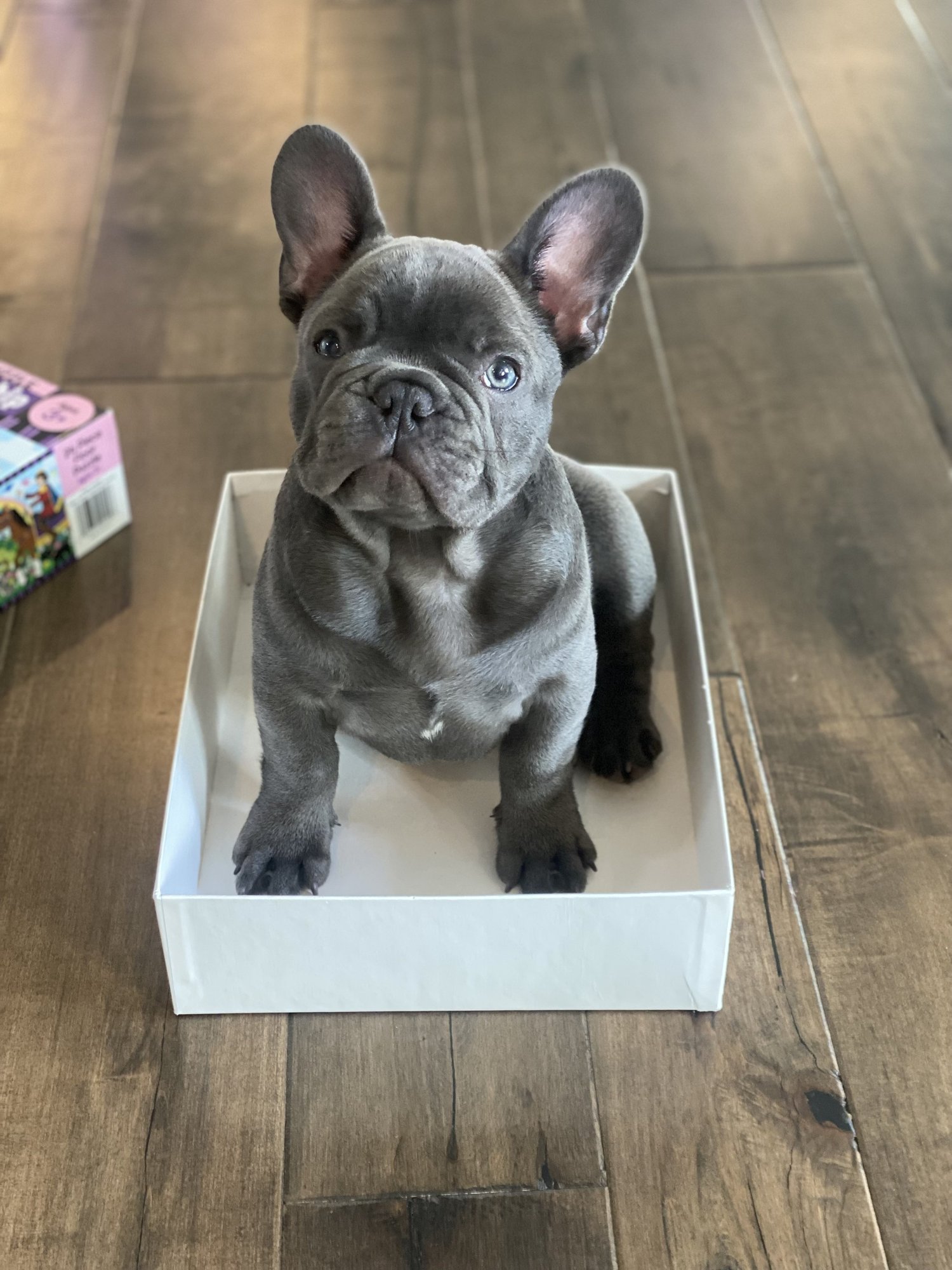 French Bulldog Coat Colors in Depth | NW Frenchies — NW Frenchies