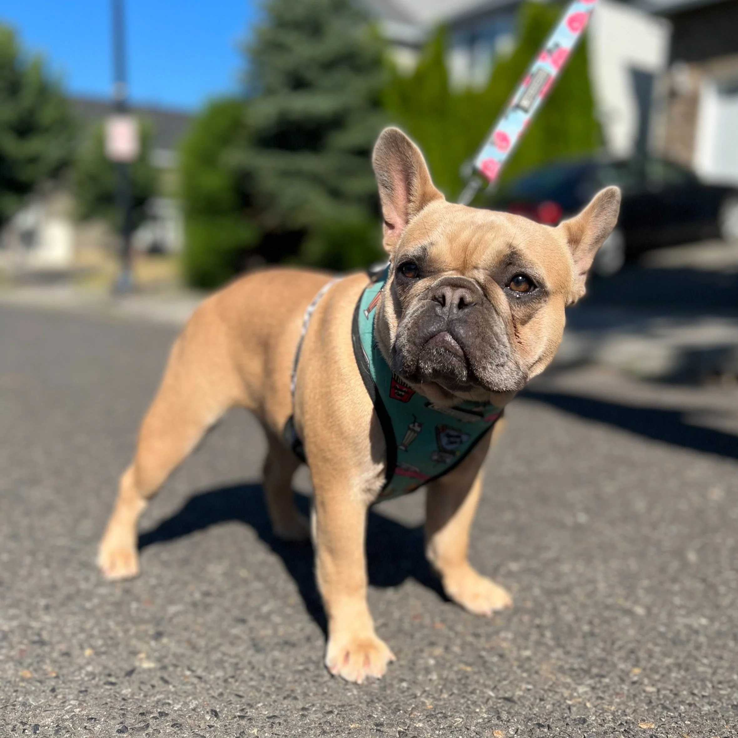 French Bulldog Puppies for Sale in Washington State - About Page ...