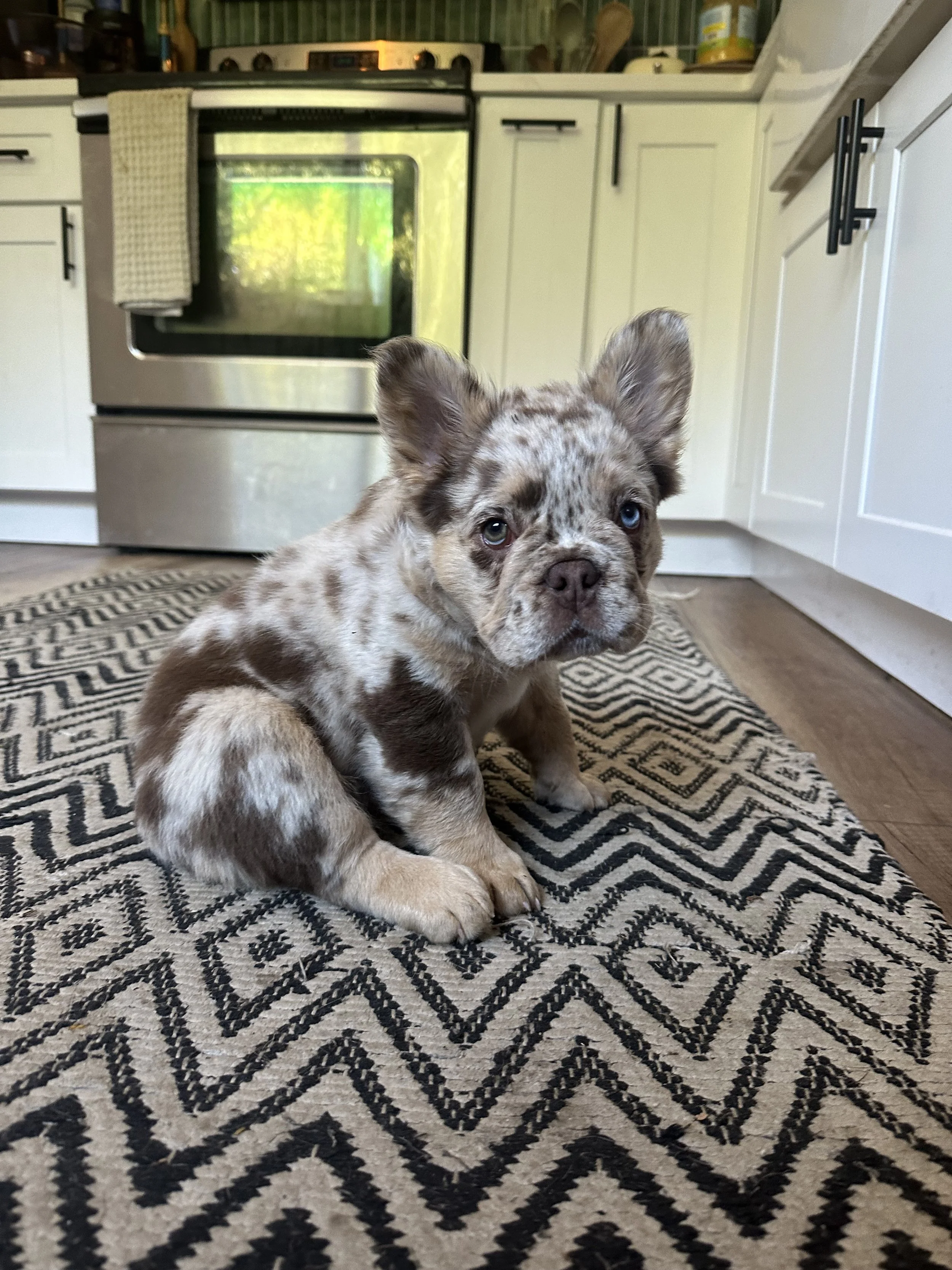 French Bulldog Puppies for Sale in Washington State - About Page ...