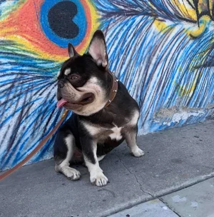 French Bulldog Coat Colors in Depth | NW Frenchies — NW Frenchies