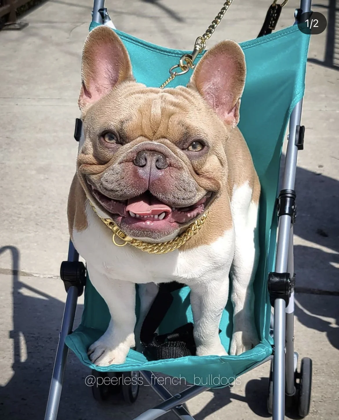 French Bulldog Coat Colors in Depth | NW Frenchies — NW Frenchies