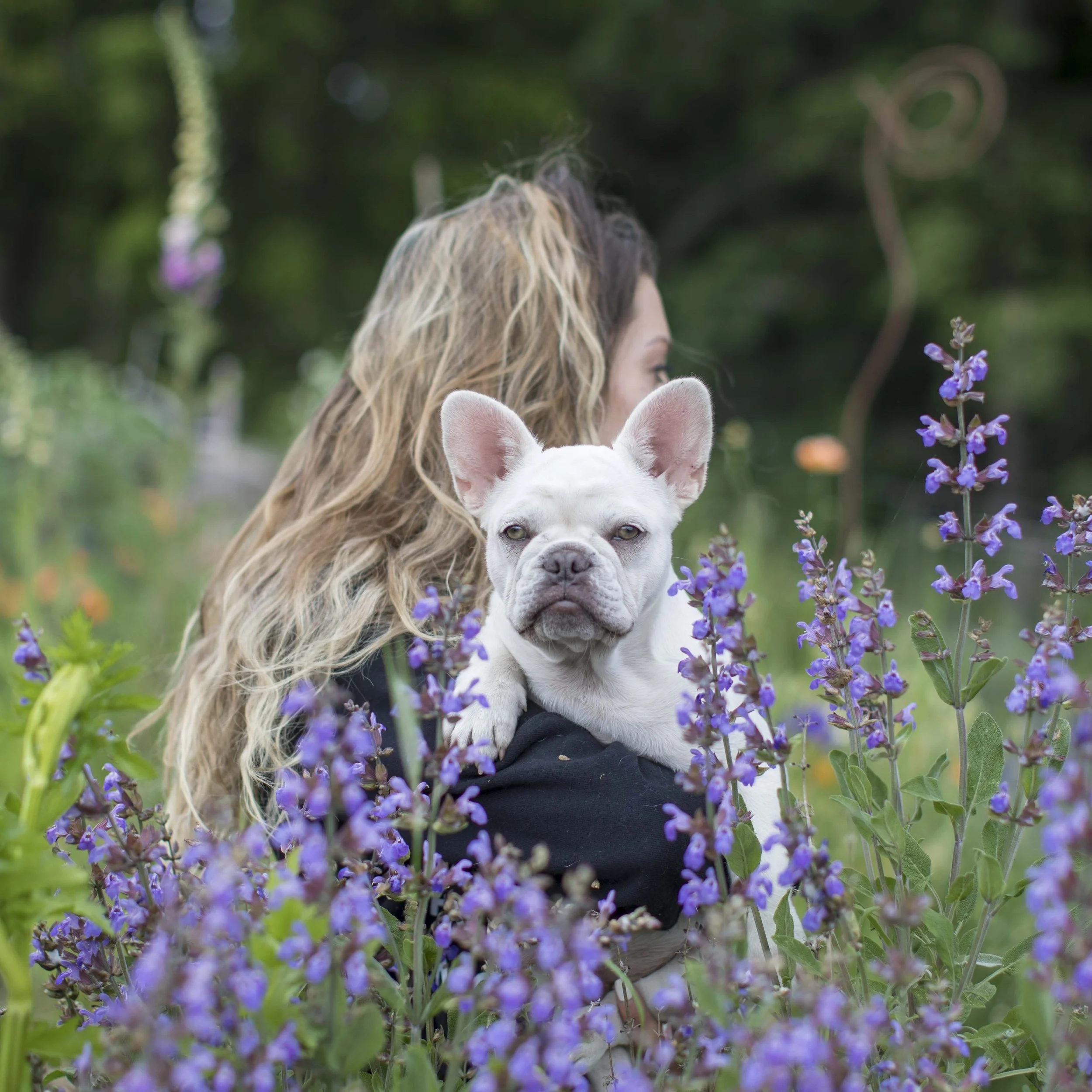 French Bulldog Puppies for Sale in Washington State - About Page ...