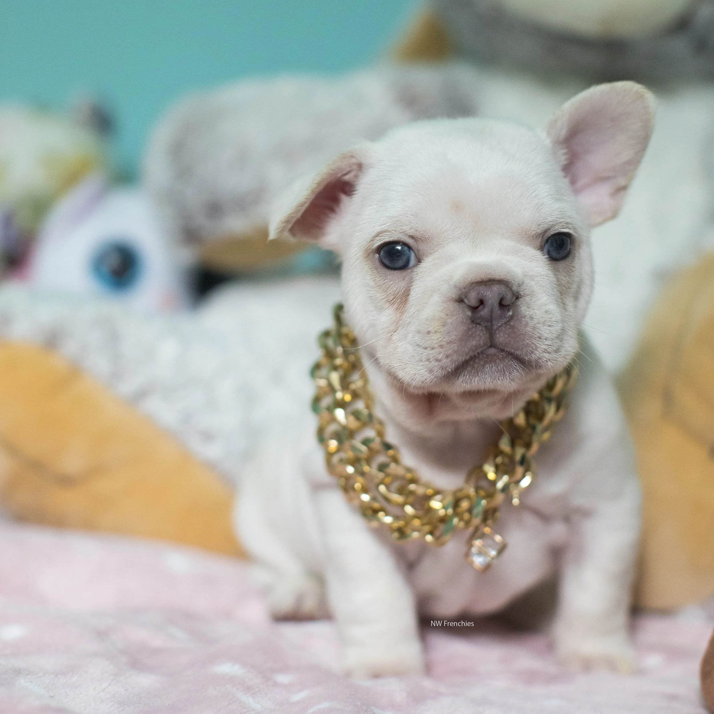 French Bulldog Coat Colors in Depth | NW Frenchies — NW Frenchies