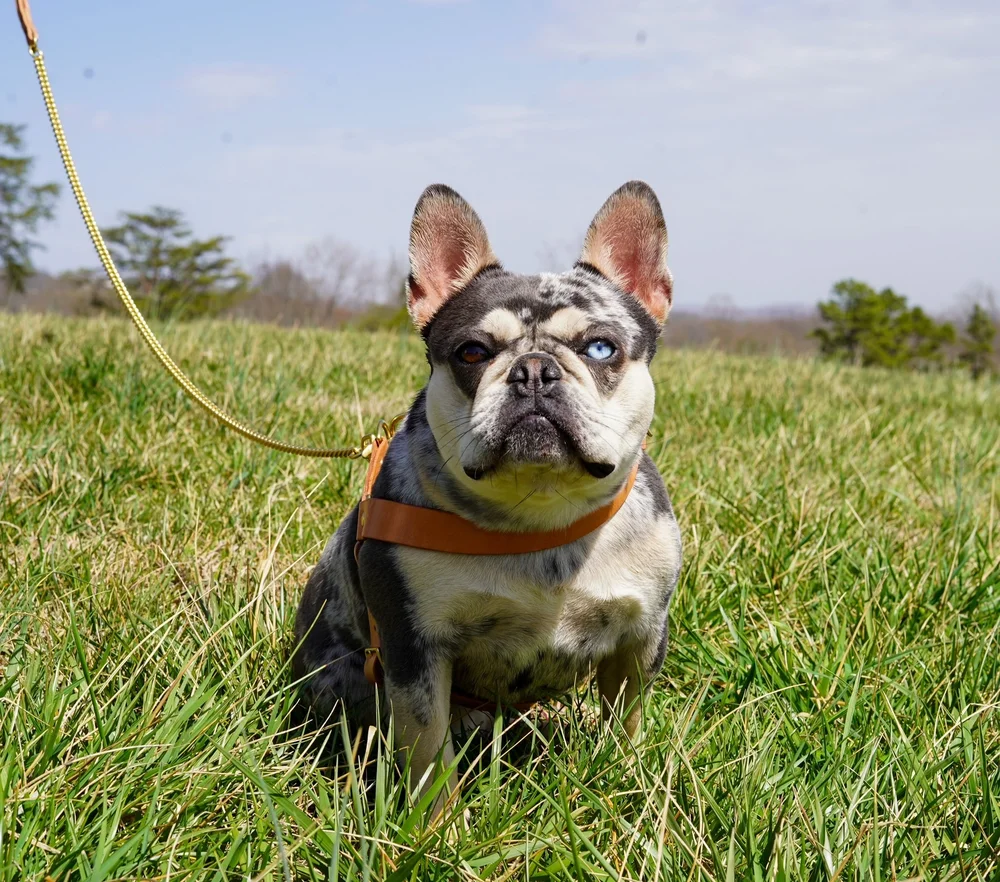 French Bulldog Puppies for Sale in Washington State - About Page ...