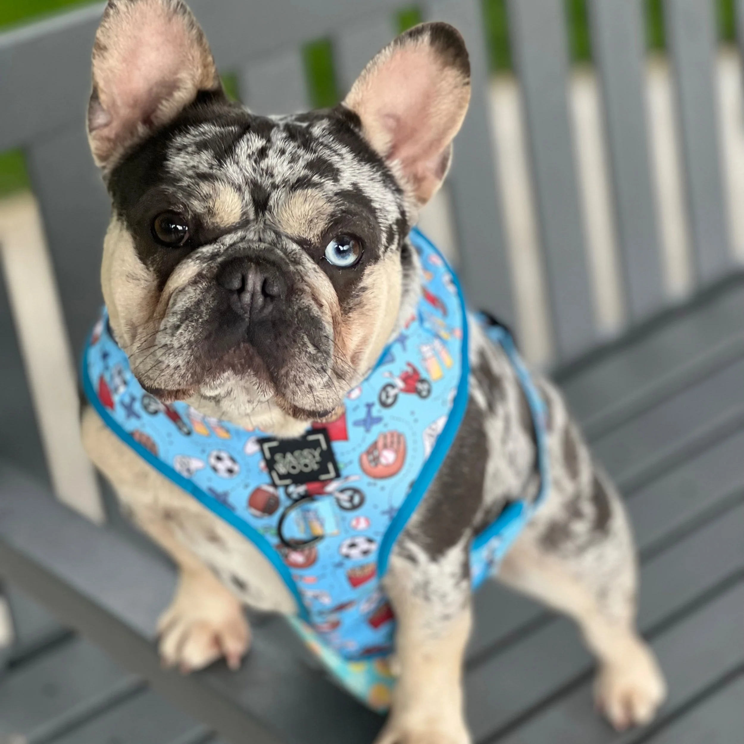 French Bulldog Puppies for Sale in Washington State - About Page ...