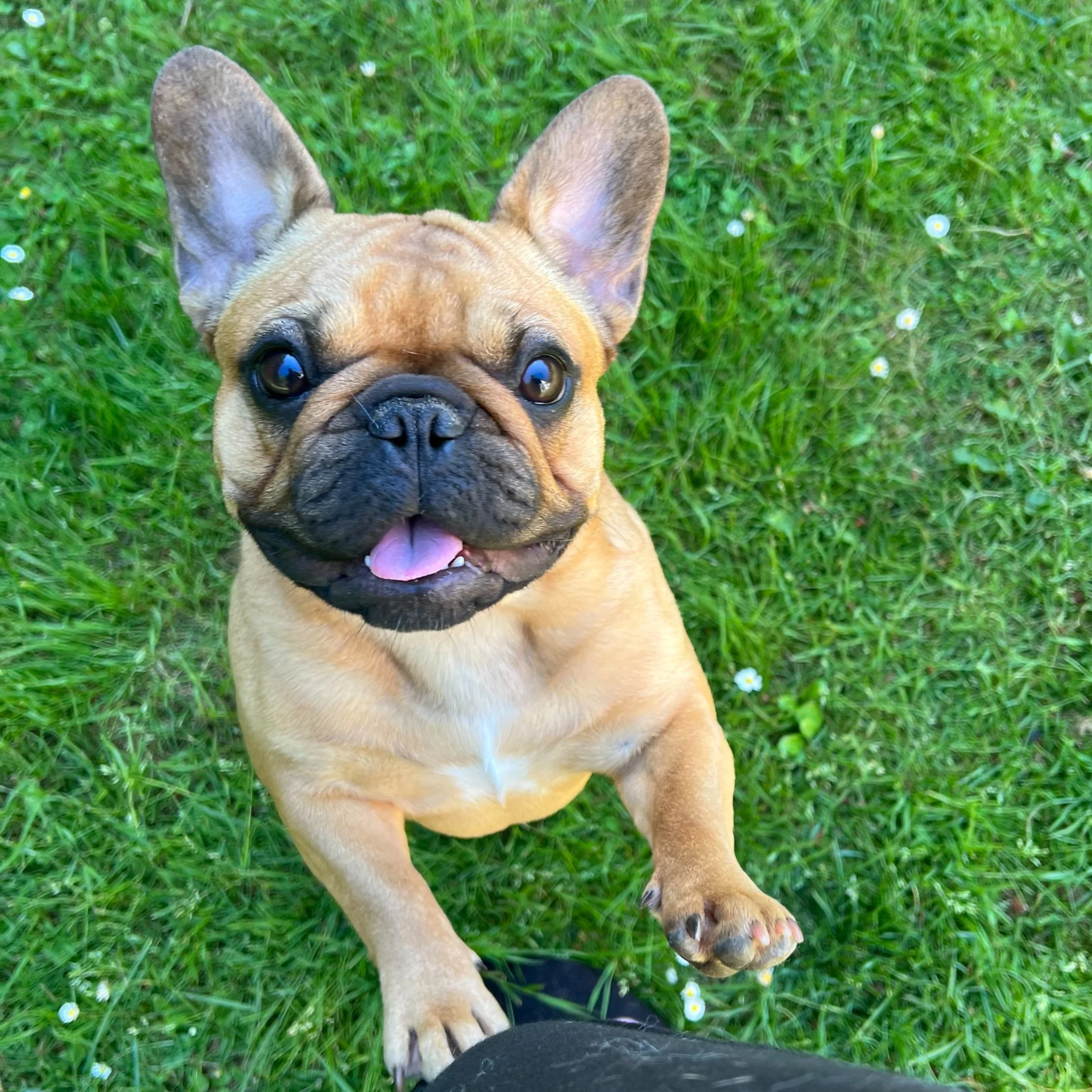 French Bulldog Puppies for Sale in Washington State - About Page ...