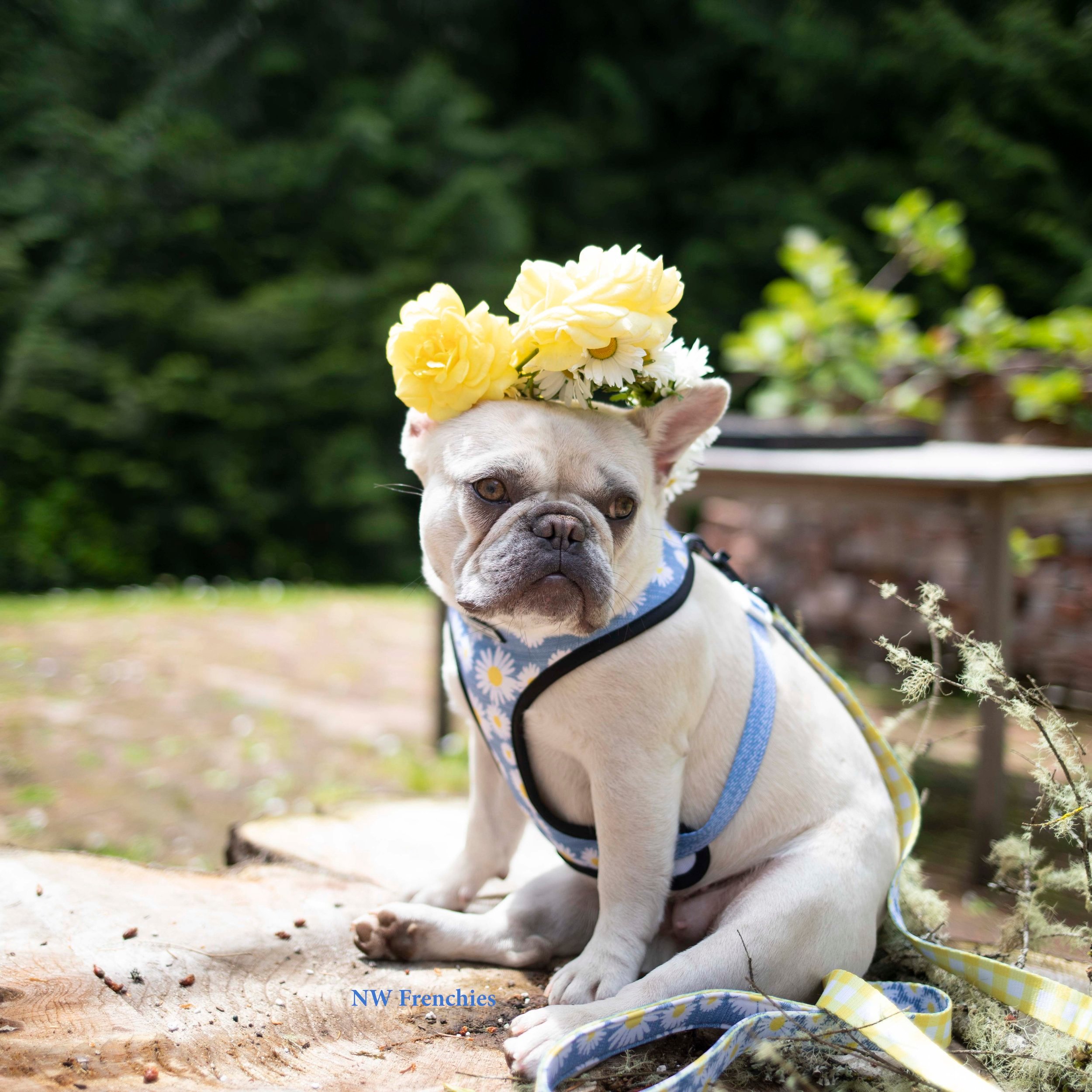 French Bulldog Puppies for Sale in Washington State - About Page ...